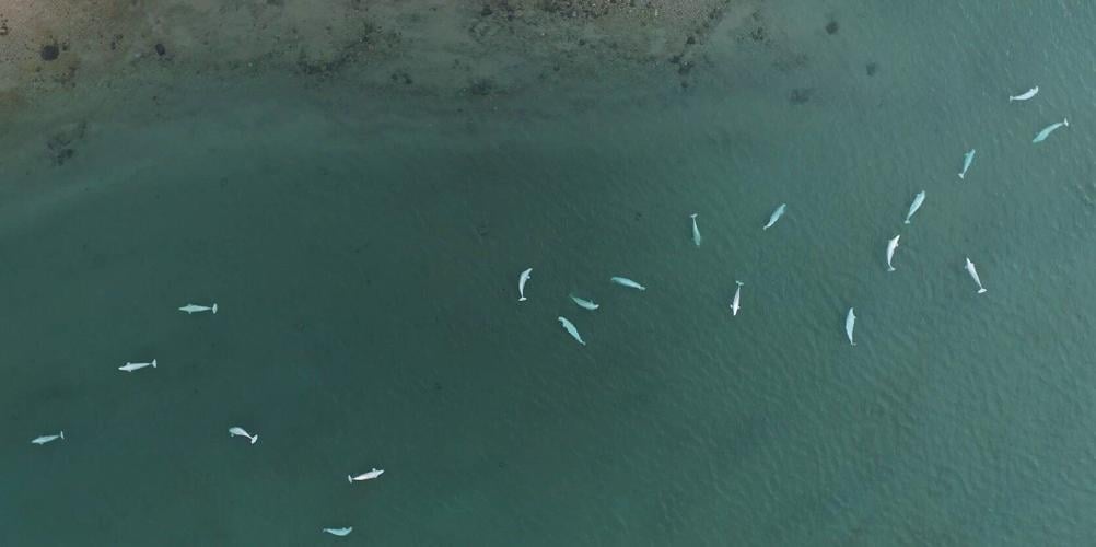 Beluga whales ‘swap wives’ to enhance survival of species | National ...