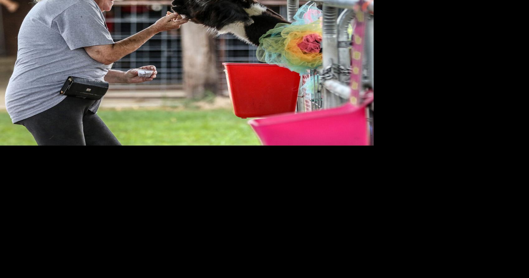 Daviess County Fair starts next week | News | messenger-inquirer.com