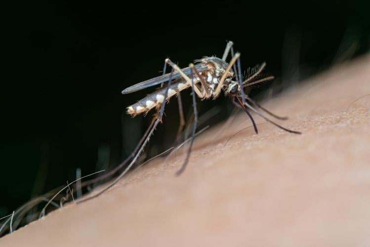 Scientists discover female mosquitoes control mating, not males ...