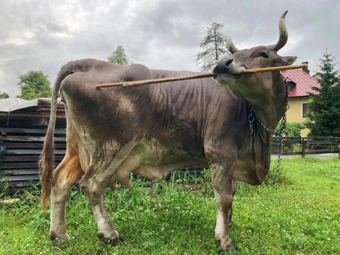 Clever cow named Veronika uses tools to do things like scratch her back ...