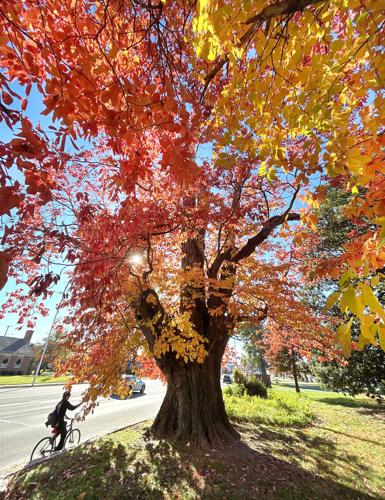 SASSAFRAS FALL FOLIAGE | Local News | messenger-inquirer.com