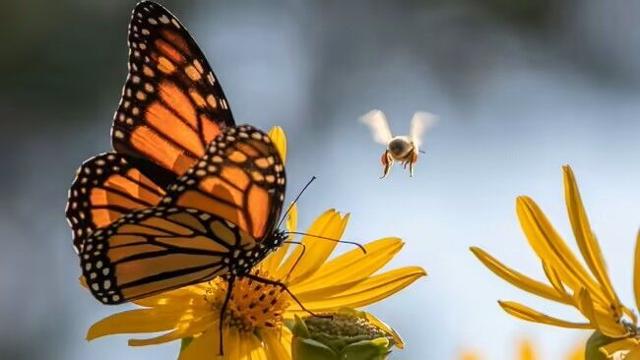 Grow healthier ecosystems at home this pollinator month | News ...