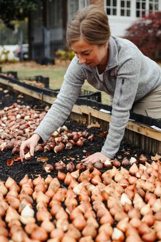 Falling headfirst into the tulips: Illinois native starts you-pick ...