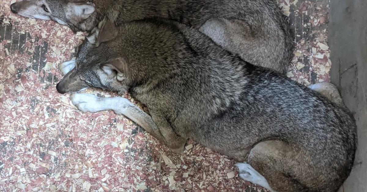 New wolf joins animal family at LBL's Woodlands Nature Station ...