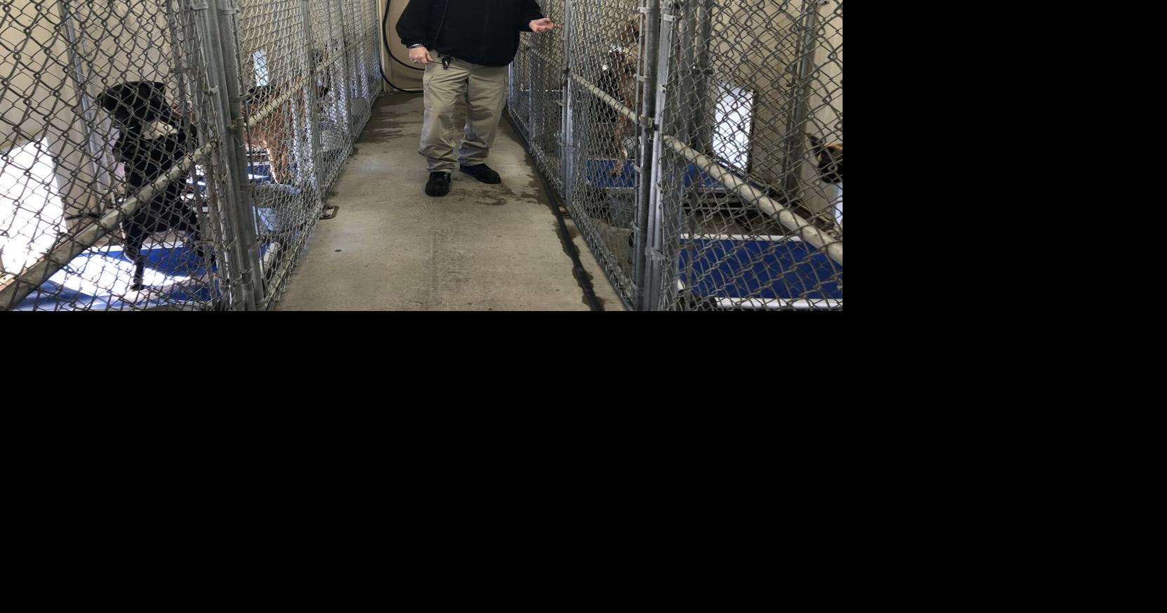 ‘Come claim your dog’: At capacity, Metropolis pound looking for owners ...