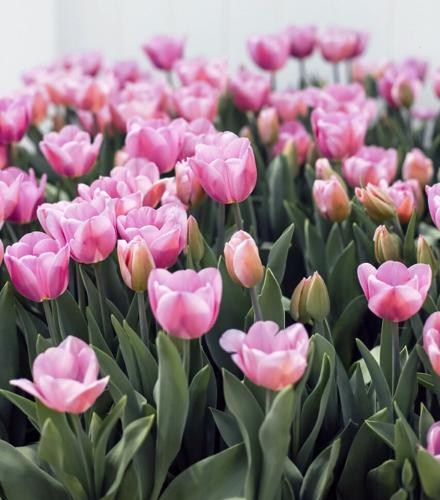 Falling headfirst into the tulips: Illinois native starts you-pick ...