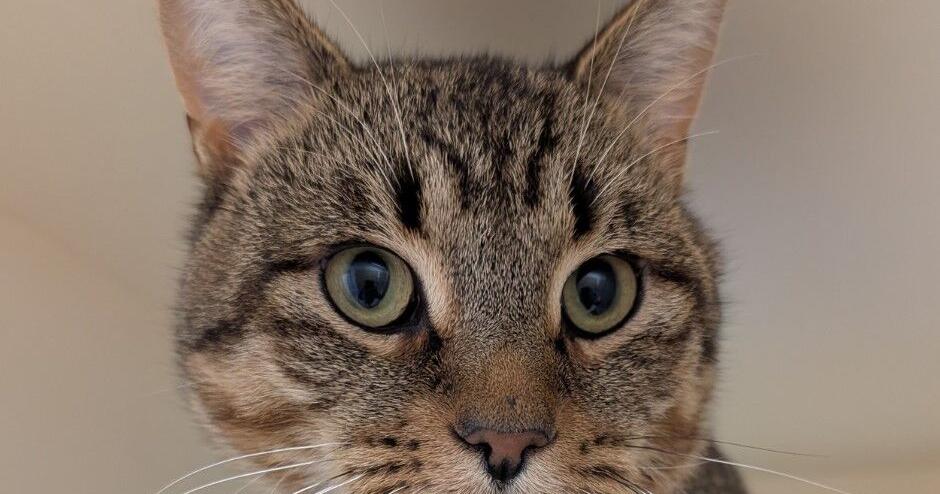 Adorable Tabby Cats and Pet Angel Tree 2024 | Lost, Found and Looking ...