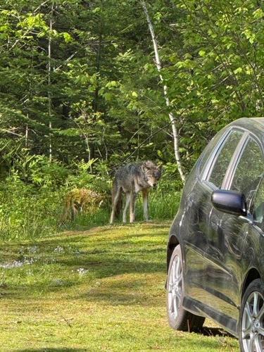 Are Wolves Returning to Maine? | Environment | midcoastvillager.com