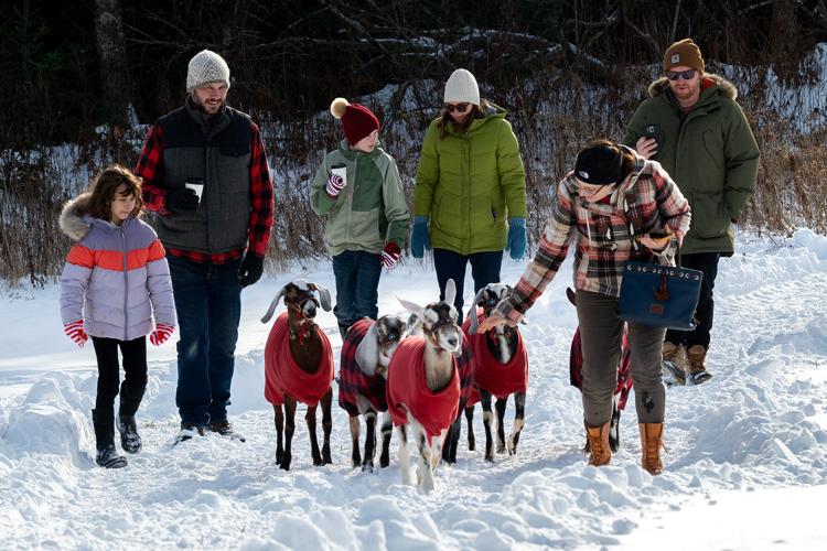 Getting Their Goat Walk On | Through The Lens | midcoastvillager.com