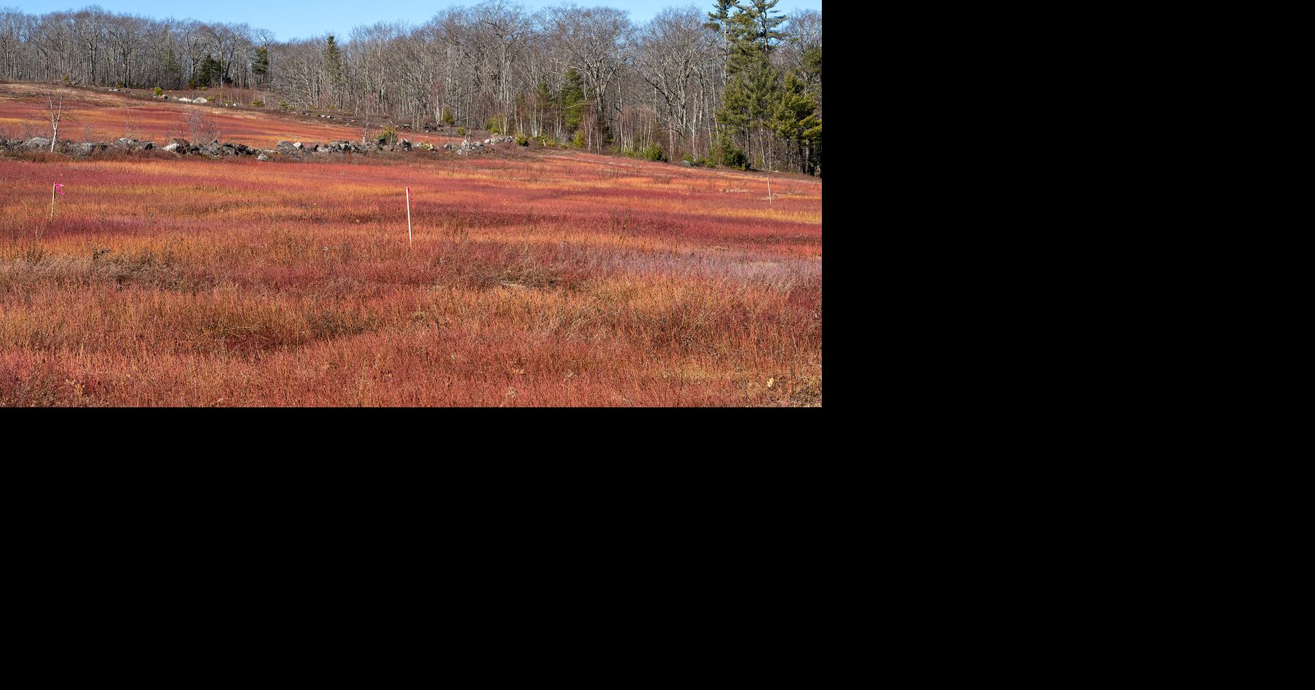 Wyman’s to Sell Hundreds of Acres Across Maine | News ...
