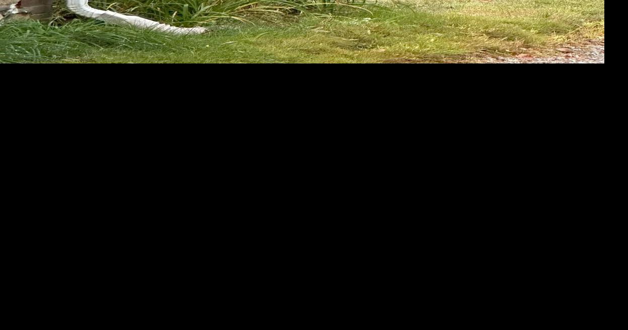 Moose on the Loose | News | midcoastvillager.com