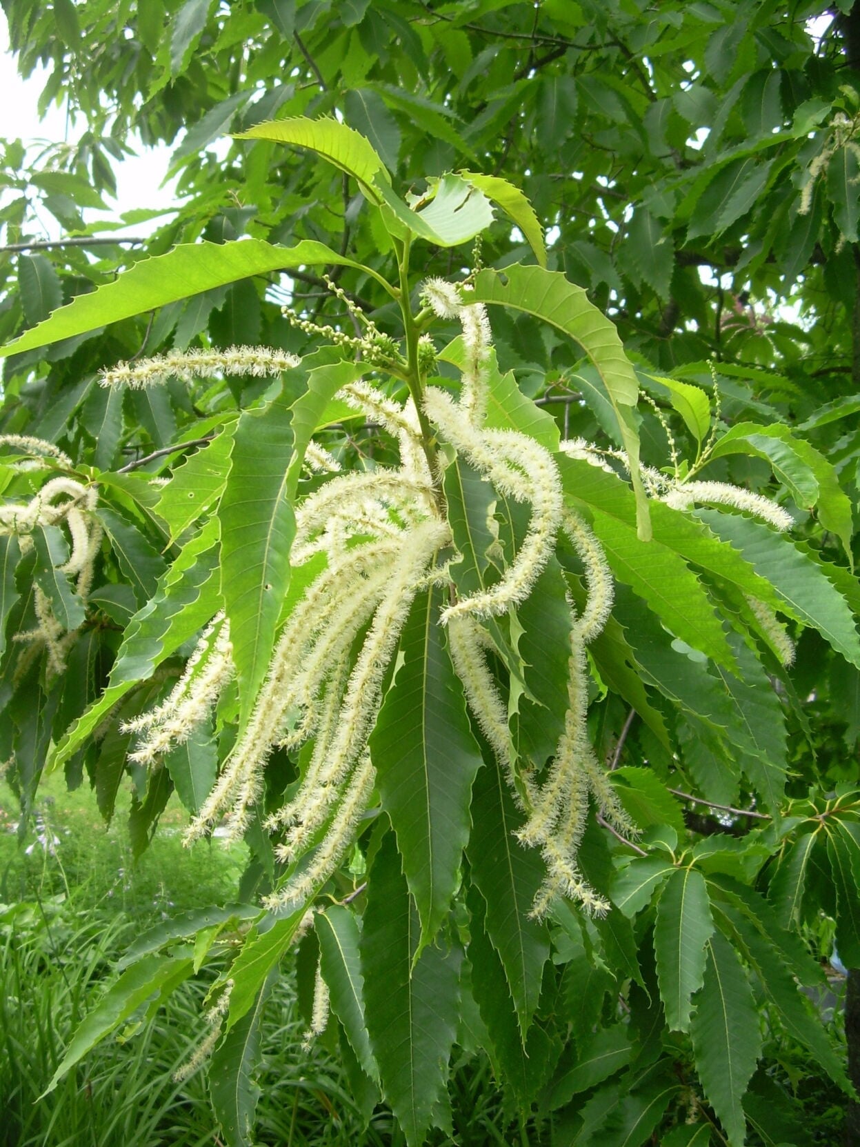 Planting for the Future | Good Seasons | midcoastvillager.com