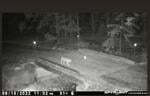 The Case for Mountain Lions in Maine | Village Life | midcoastvillager.com