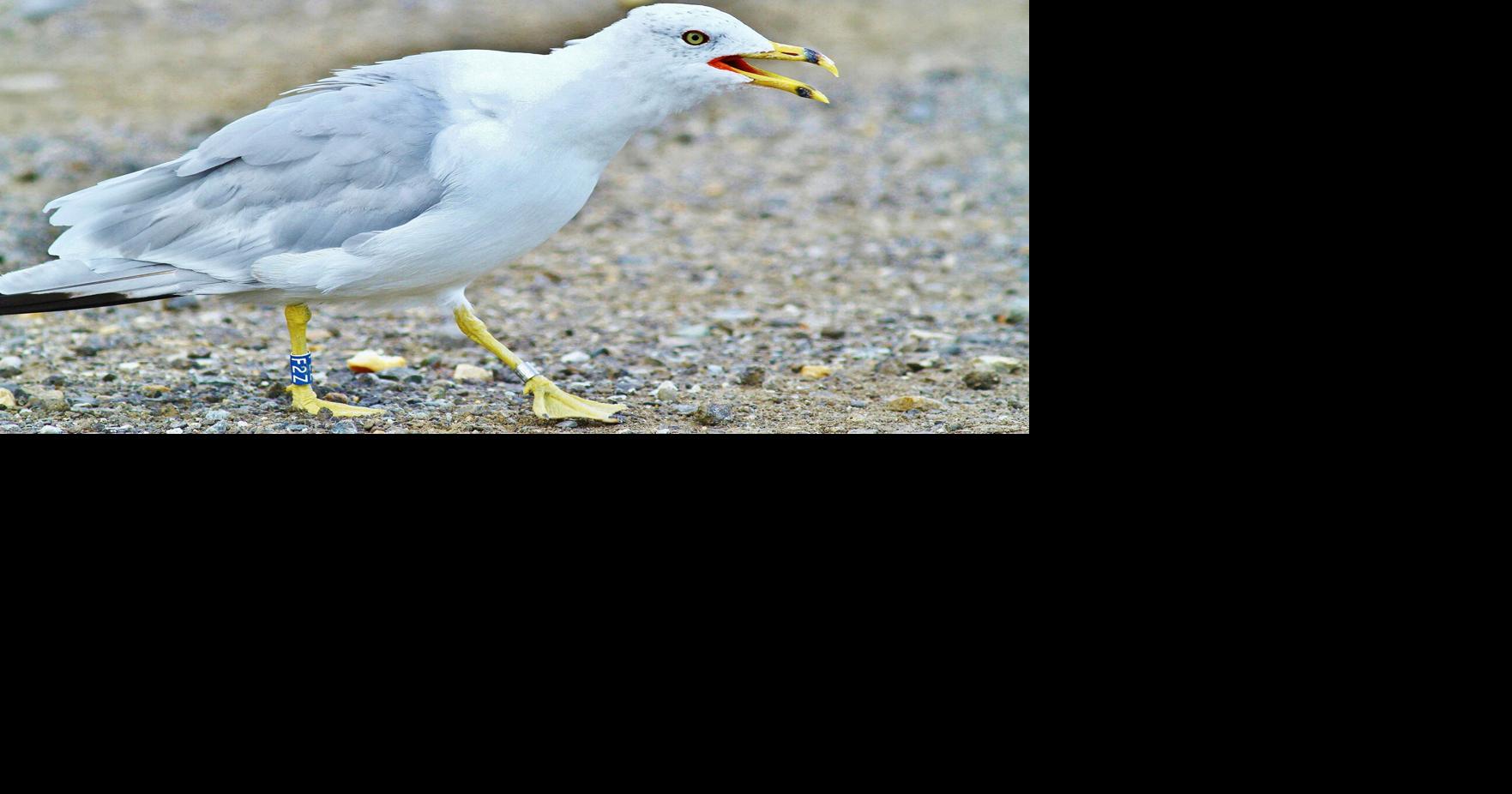 Bird Years | Birding | midcoastvillager.com