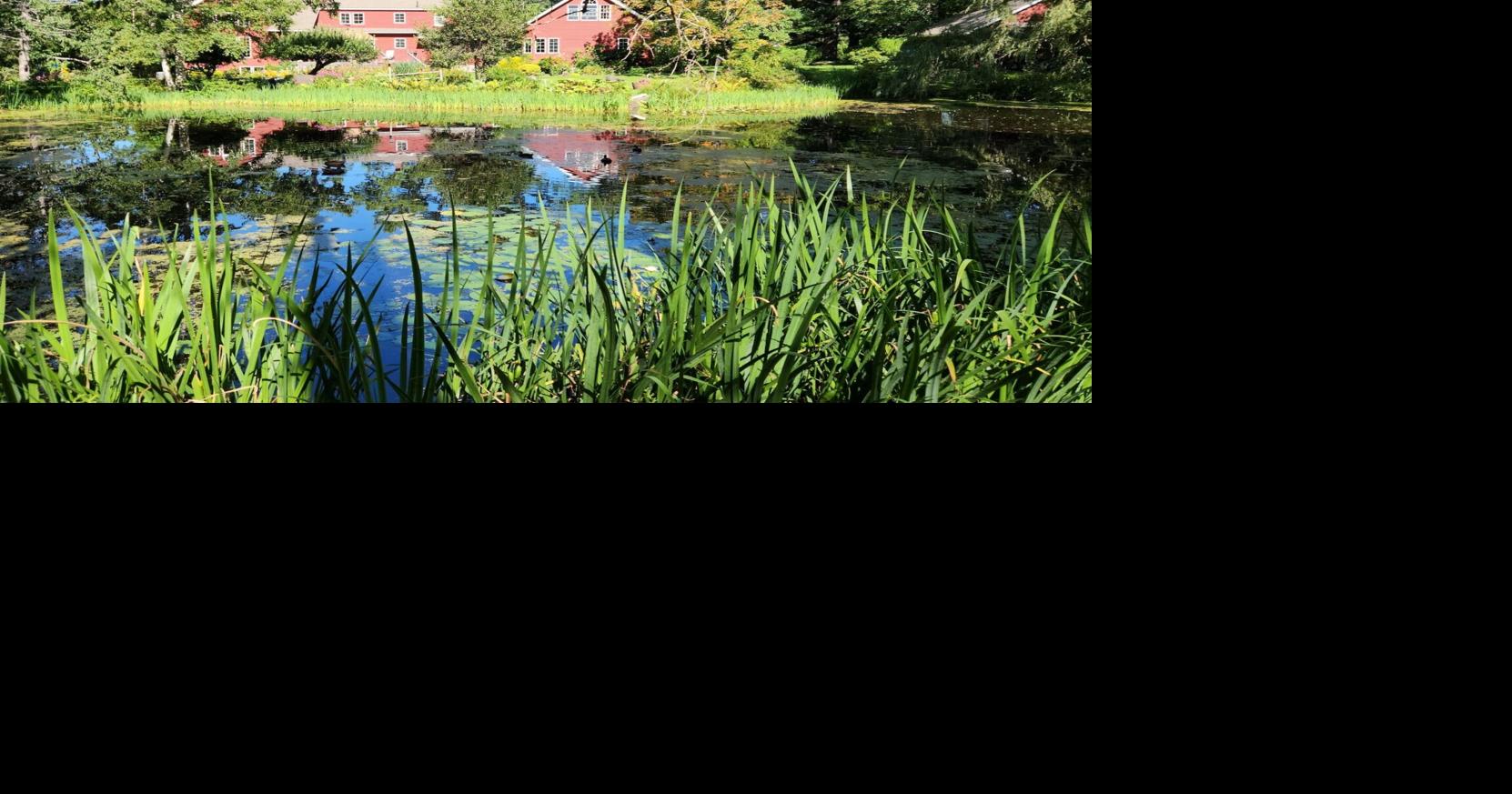 A dream shared at Belfast Garden Club Open Garden Days | News ...