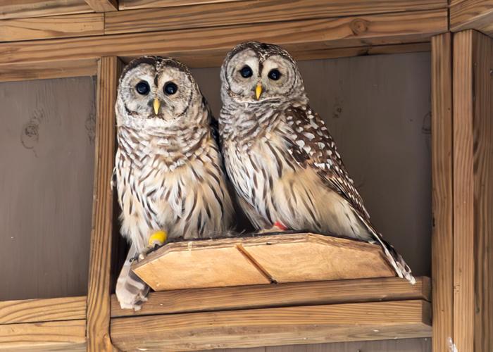 barred owls