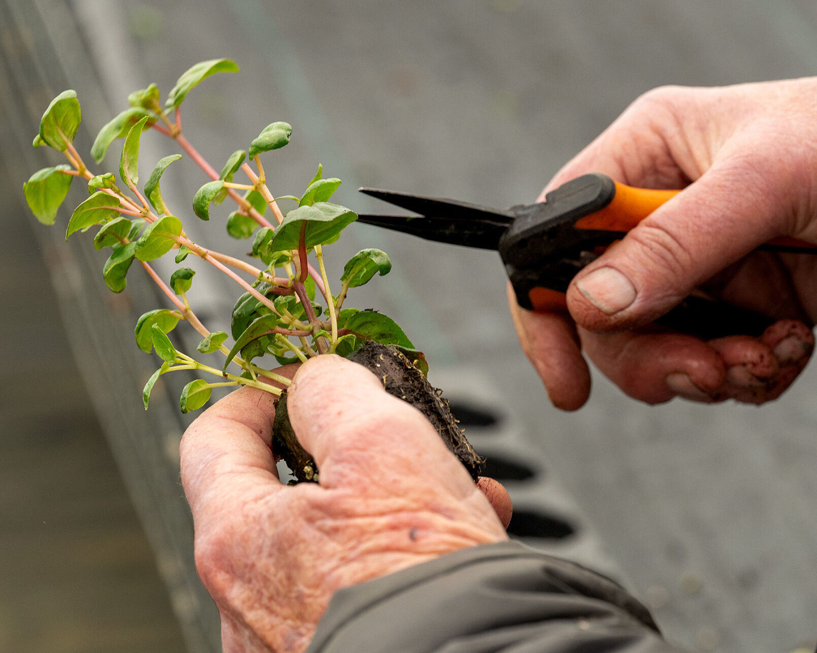 Warren’s Homegrown Greenhouse | Villagers | midcoastvillager.com