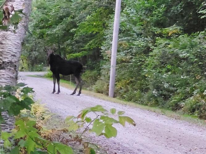 Moose on the Loose | News | midcoastvillager.com