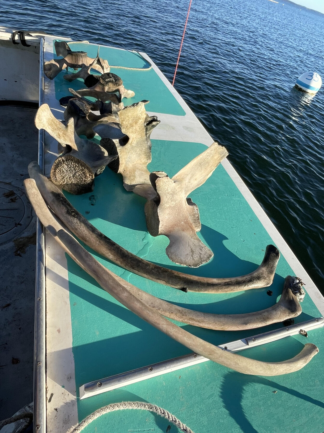 Whale Tale | News | midcoastvillager.com