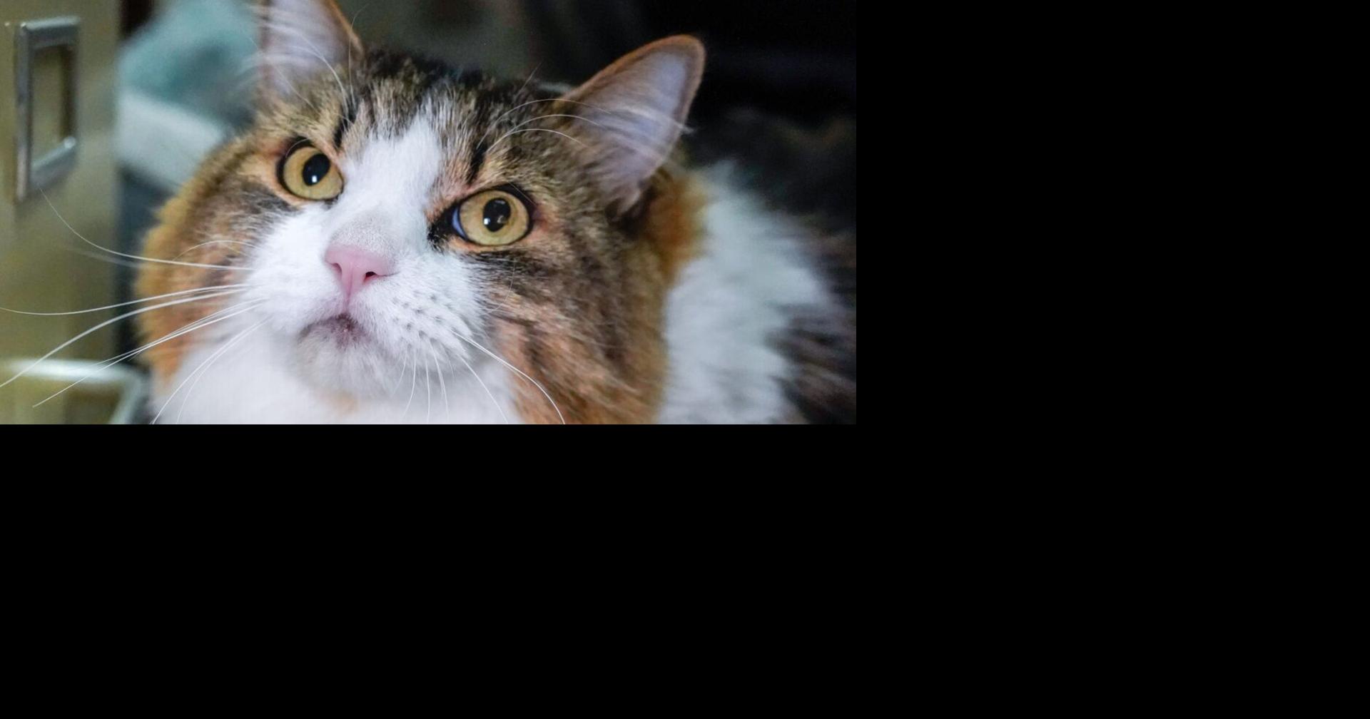 Another Busy Clinic Day and Some Very Adoptable Faces | Lost, Found and ...
