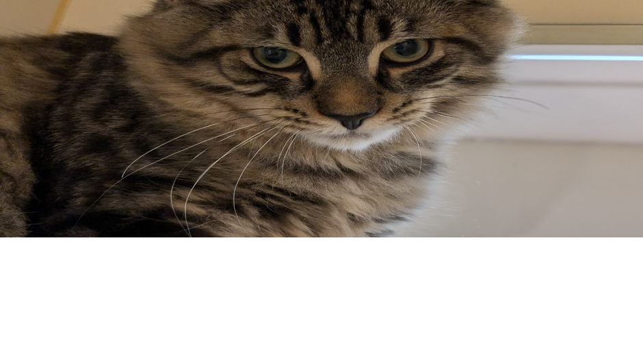 Carpenter the Kitten and Koda the Hound: Adopt Your Next Best Friend ...