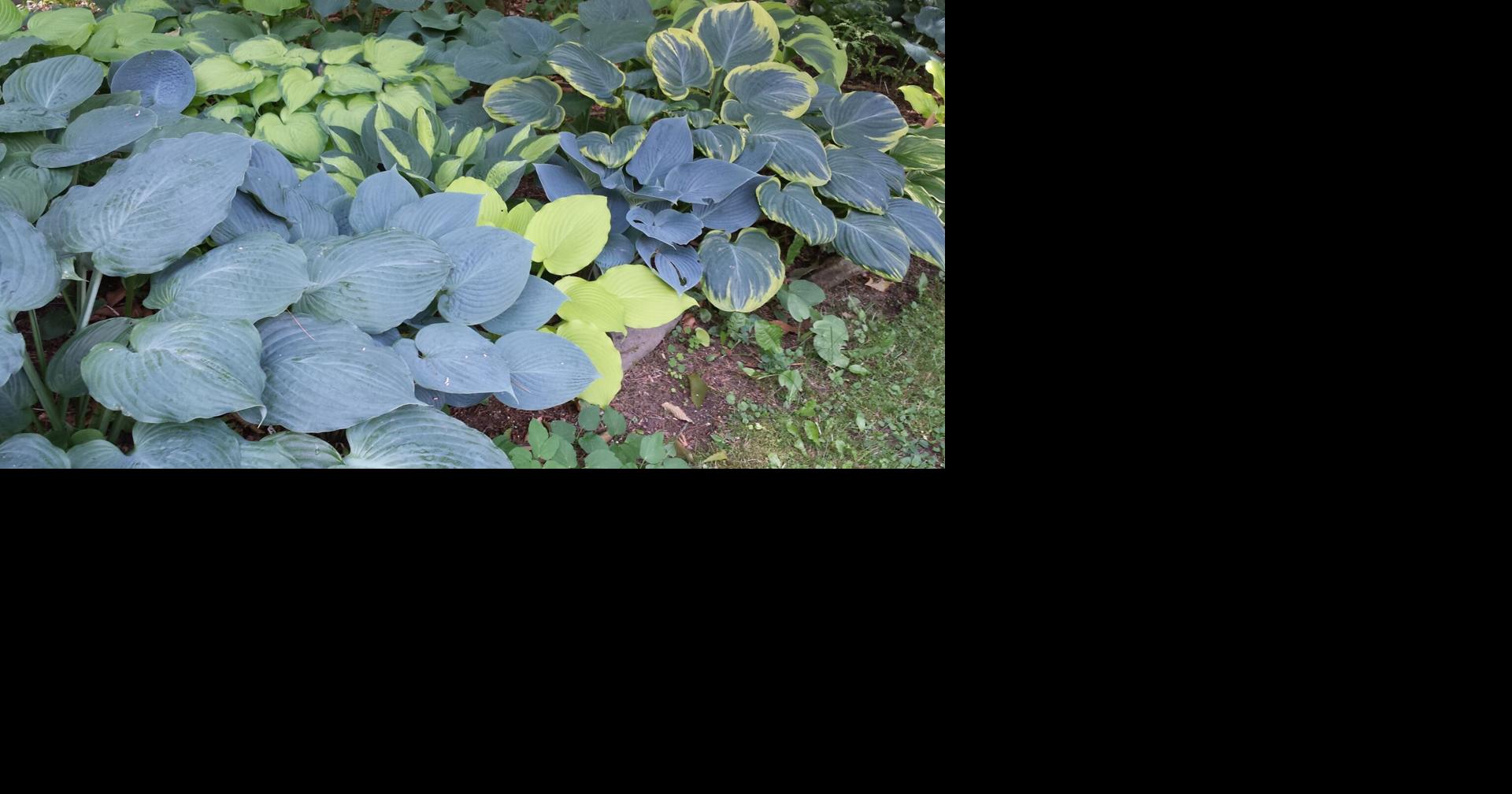 Hundreds of hostas on parade | Waldo | midcoastvillager.com