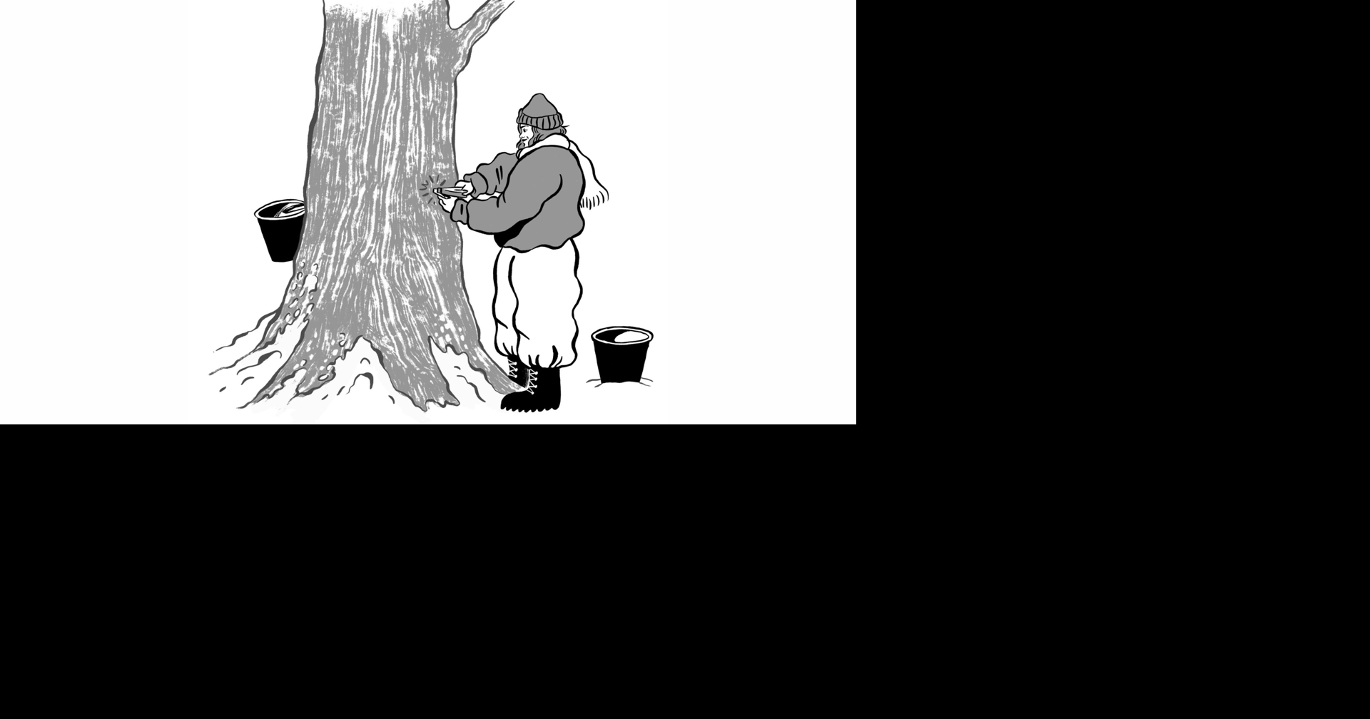 How to Midcoast: Tapping Maple Trees | Village Life | midcoastvillager.com