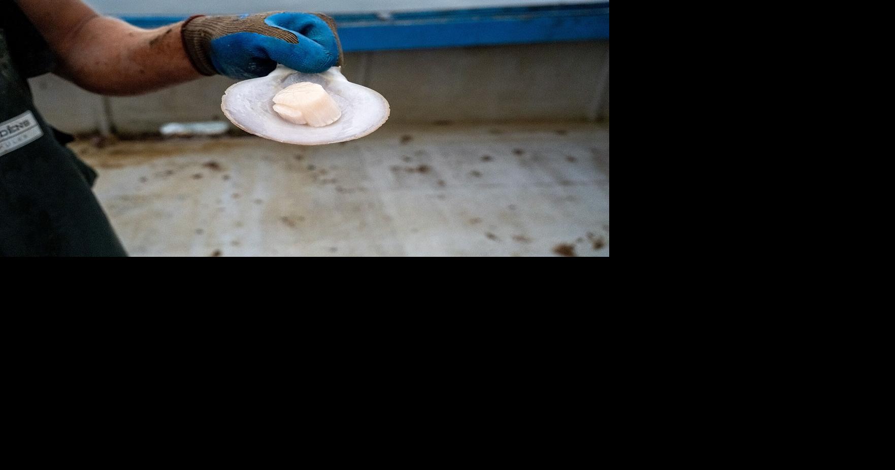 The New Maine Scallop: It’s Farmed, and It’s Delicious | Food ...