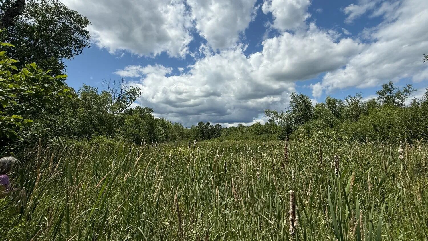 Maine Regulators Issue Warning Letter for Belfast Wetlands Lapse | News ...