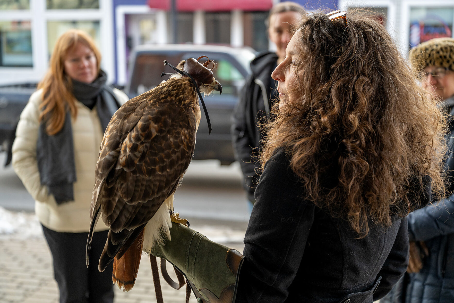 When a Hawk Came to ‘H Is for Hawk’ | What It's Like | midcoastvillager.com