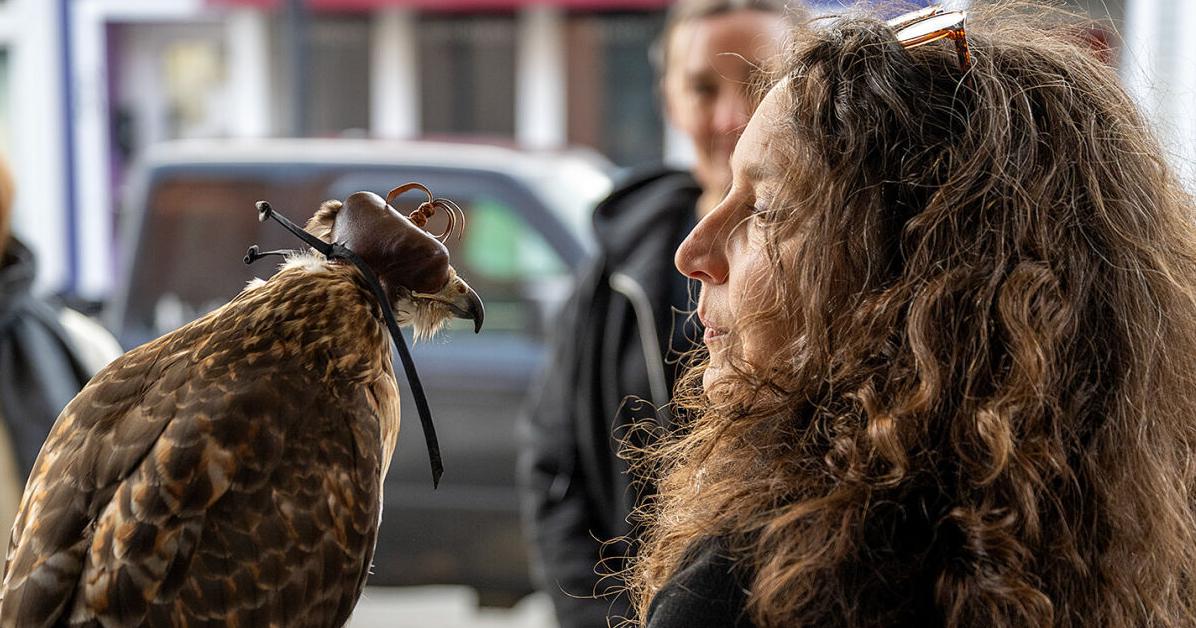 When a Hawk Came to ‘H Is for Hawk’ | What It's Like | midcoastvillager.com