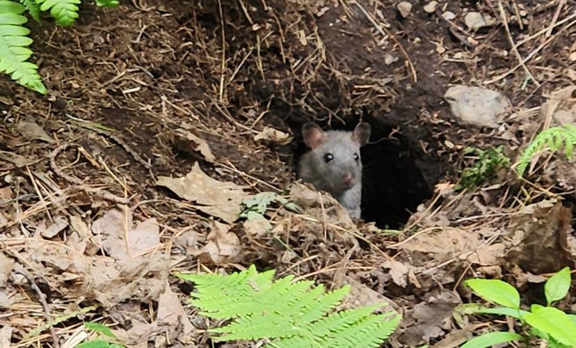 Rat Infestation Rankles Camden Neighborhood | News | midcoastvillager.com