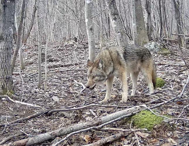 Are Wolves Returning to Maine? | Environment | midcoastvillager.com