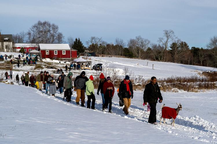 Getting Their Goat Walk On | Through The Lens | midcoastvillager.com