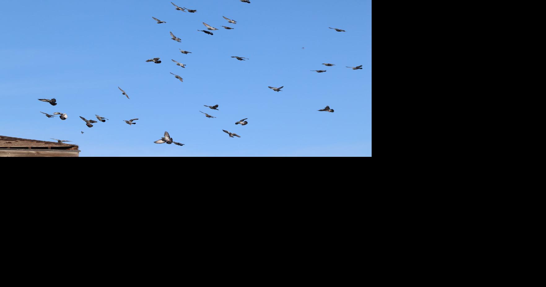 Almost 500 pigeons trapped in recent mitigation efforts, more to come ...