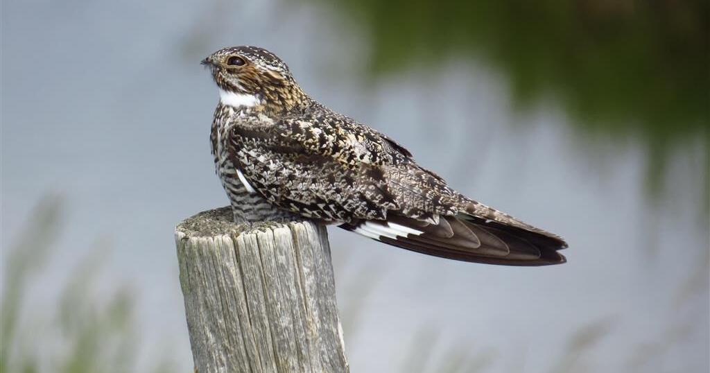 Nighttime is the right time for bird surveys | News | milescitystar.com