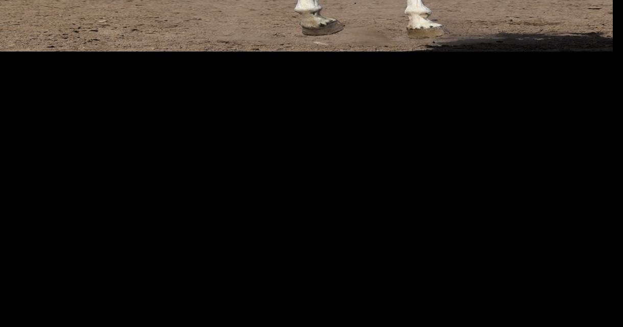 15th annual Miles City Ranch Rodeo packed with action | Sports ...