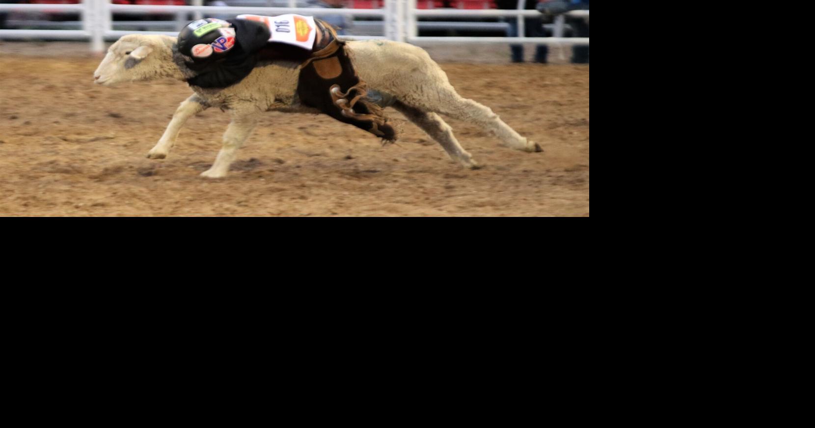 Mutton Bustin' brings fun and laughter | Local | milescitystar.com