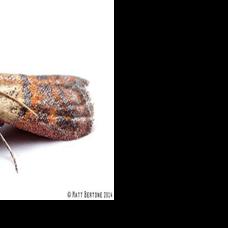 Research identifies and tracks moth species that can destroy packaged ...