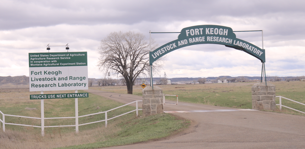 Fort Keogh to celebrate one hundred years of agricultural research ...