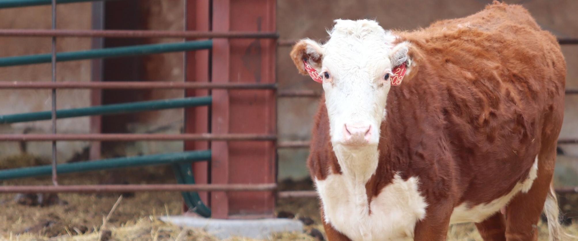 Fort Keogh to celebrate one hundred years of agricultural research ...