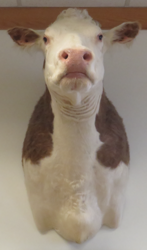 Fort Keogh to celebrate one hundred years of agricultural research ...