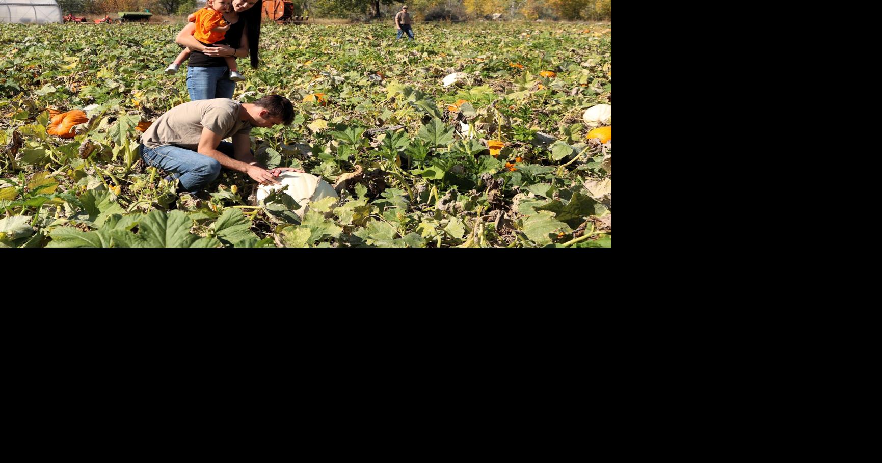 Pumpkin Pickin' | News | milescitystar.com