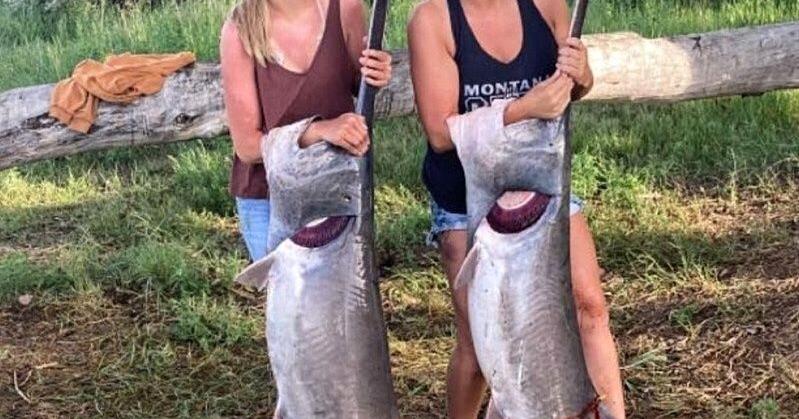 Paddlefish provide a unique piscatorial pursuit… | Sports ...