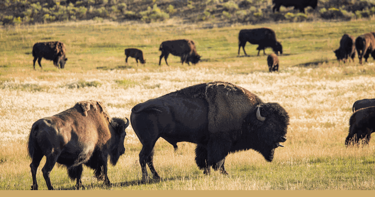Yellowstone National Park calls for more bison in new plan | News ...