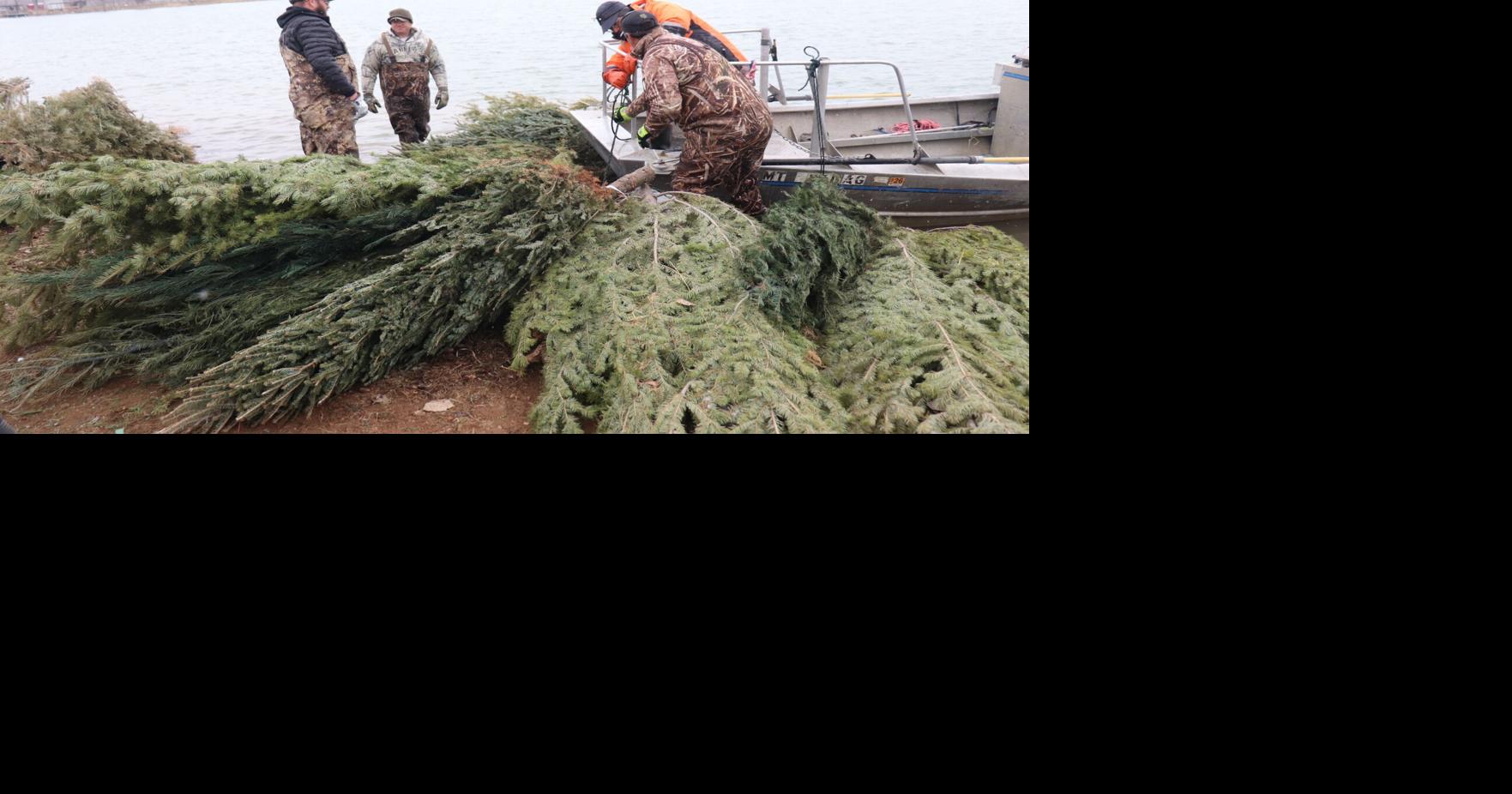 Miles City Walleyes chapter turn Christmas Trees into fish habitat ...