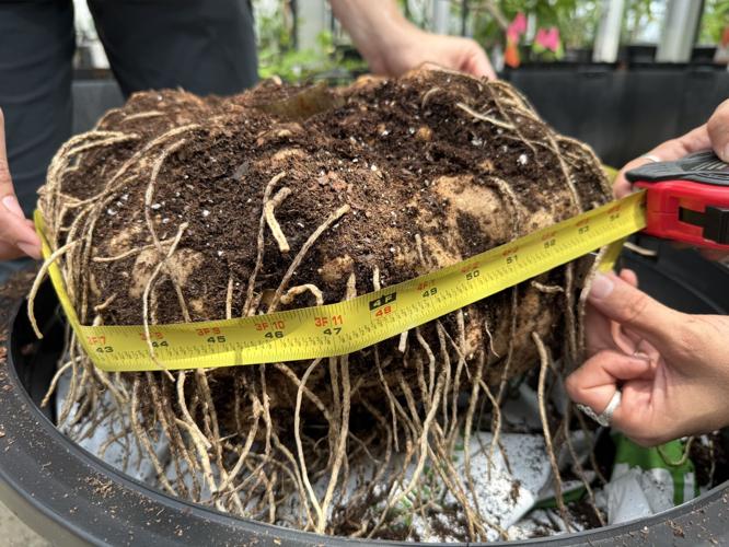 BLOOM WATCH IS ON! Norfolk Botanical Garden’s rare corpse flower ‘Lady ...