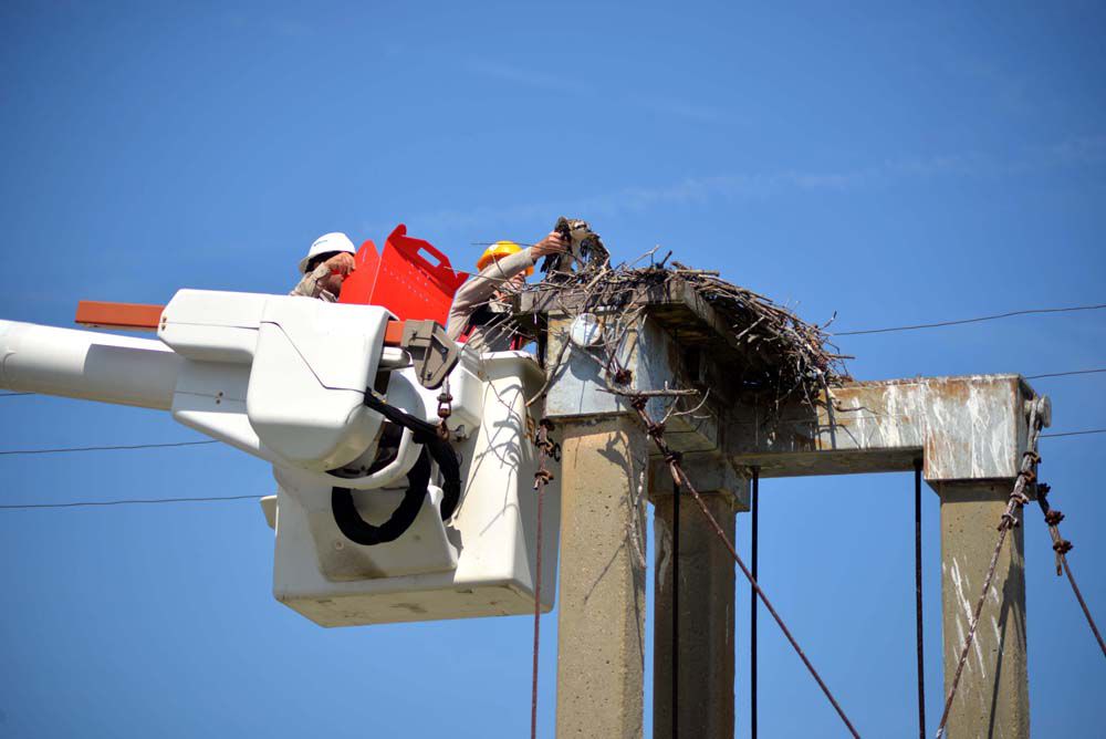 Dam Neck Annex ospreys banded for research | Oceana | militarynews.com