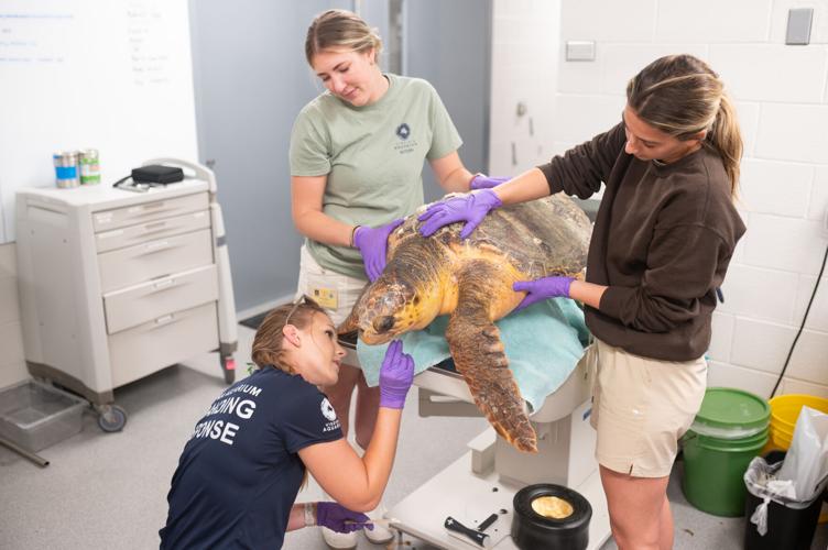 Hooked a sea turtle while fishing? Call the Virginia Aquarium’s ...
