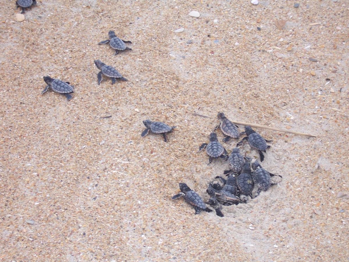 Dam Neck Annex hosts two sea turtle nests | News | militarynews.com